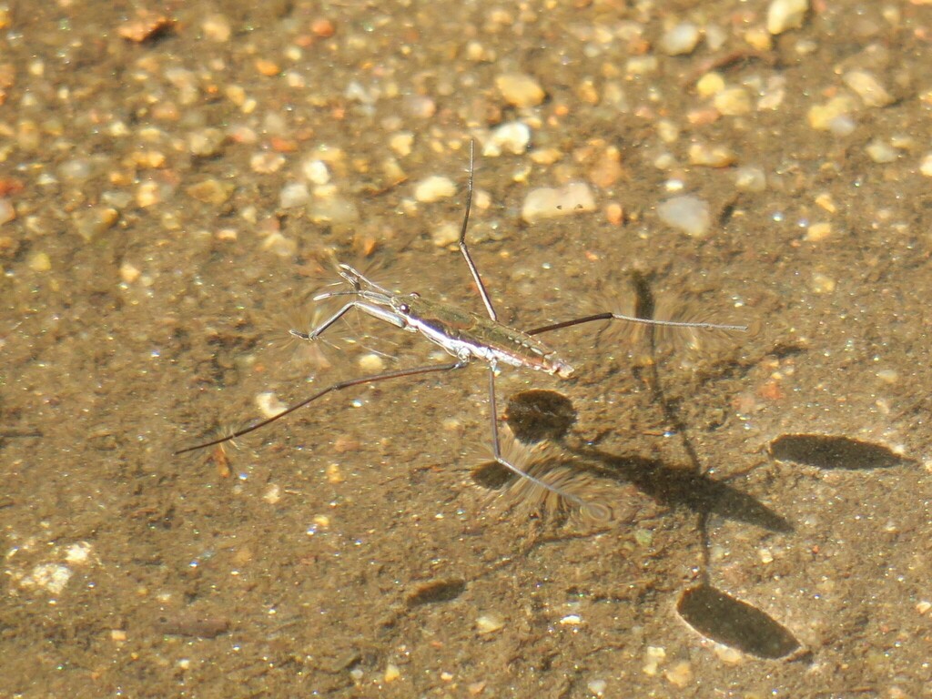 North American Common Water Strider from Boulder County, CO, USA on ...