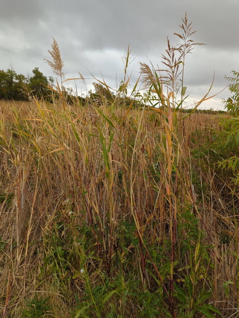 American common reed from Glenwood Township, SD, USA on September 22 ...