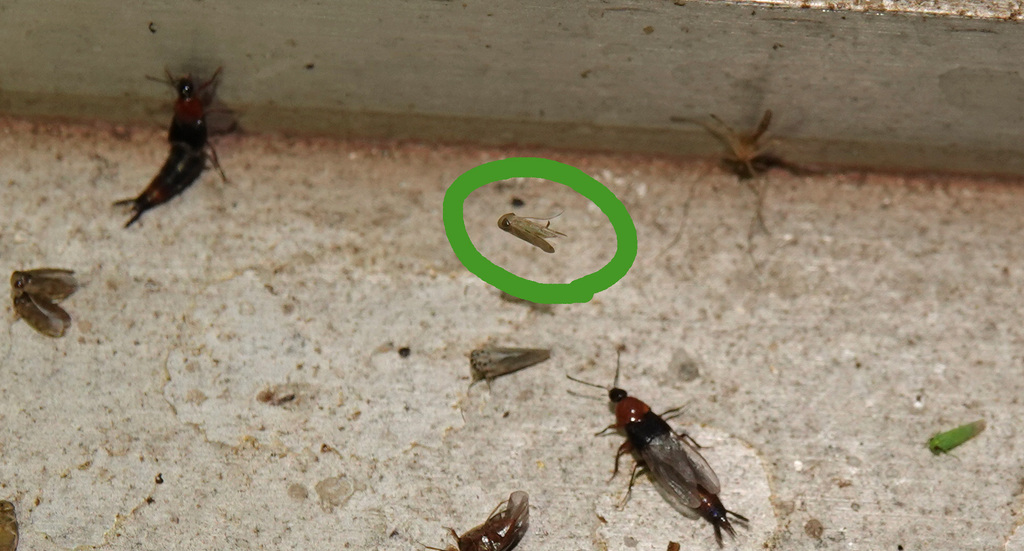 Micronecta from Birdum NT 0852, Australia on May 15, 2023 at 07:55 PM ...