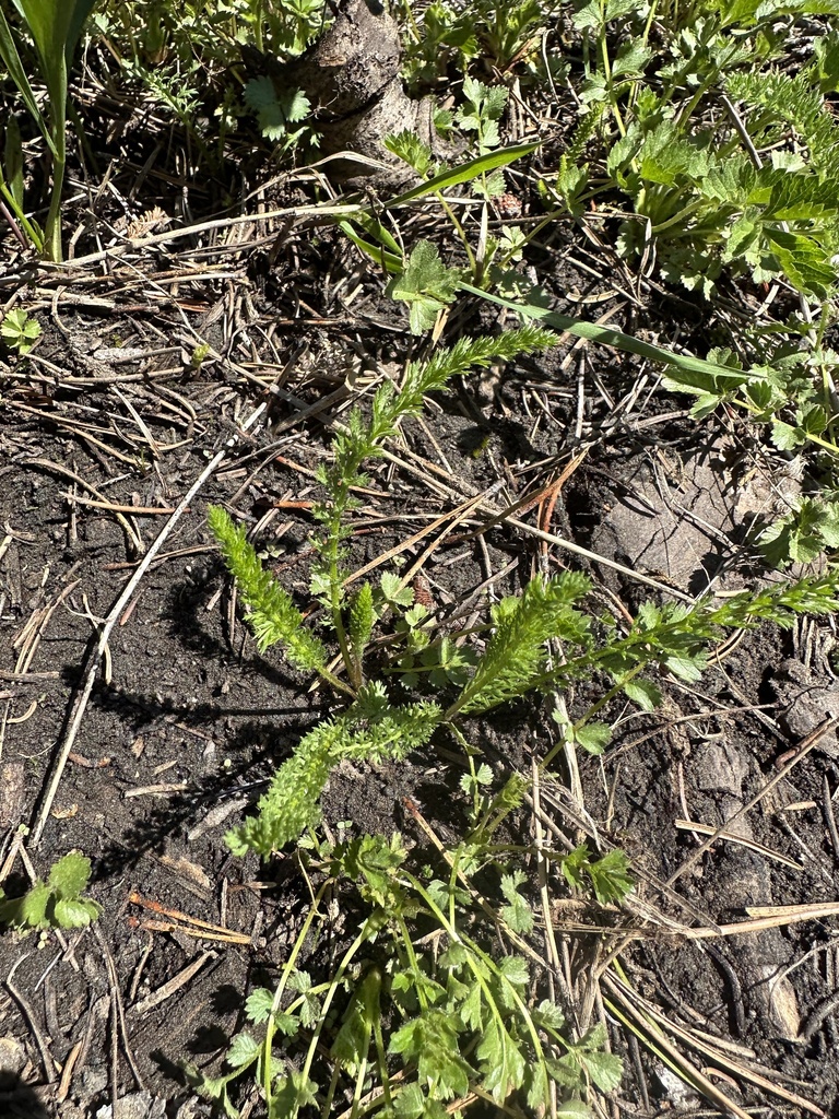 common yarrow from Tehama County, CA, USA on July 7, 2023 at 03:50 PM ...