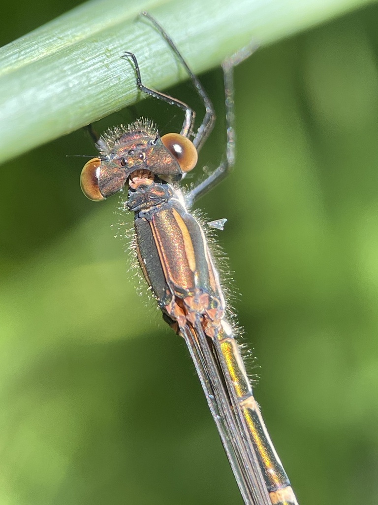 Ringtails from Boundary Tk E, Frankston South, VIC, AU on September 23 ...