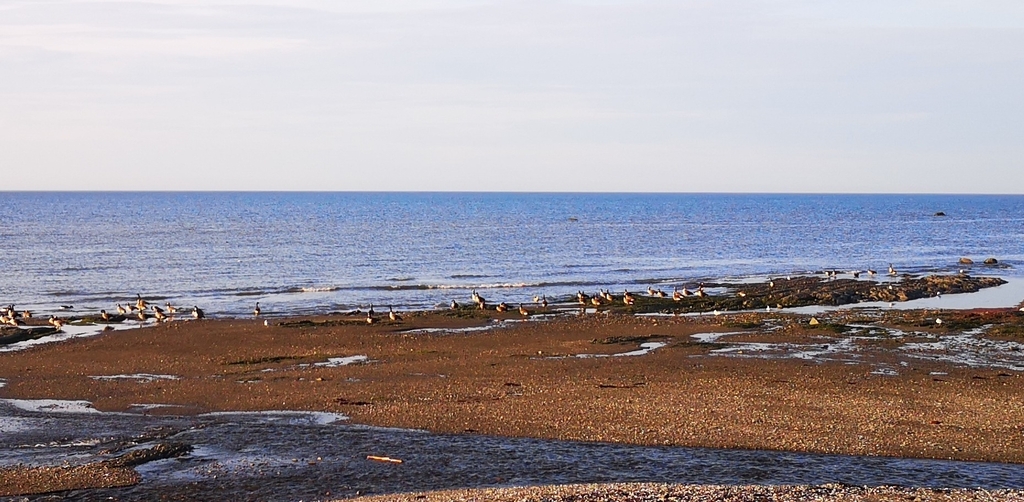 Canada Goose from Sainte-Flavie, La Mitis, QC, Canada on September 22 ...
