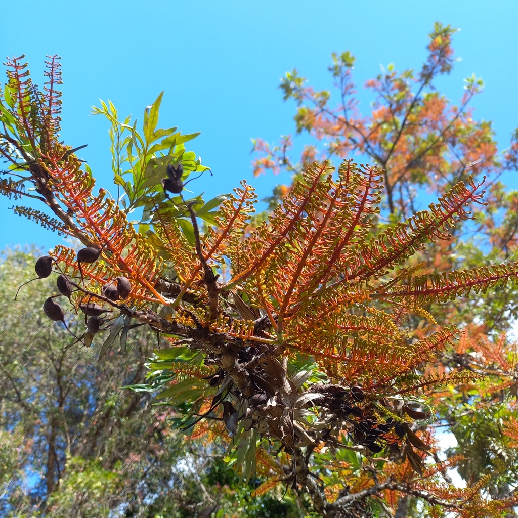 silk oak from 32 Bee Farm Rd, Springwood NSW 2777, Australia on ...