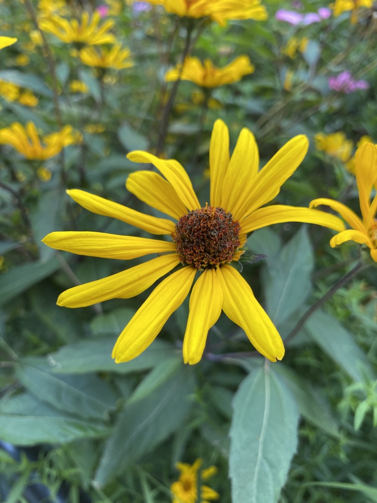 false sunflower from Stuyvesant Square, New York, NY, US on September ...