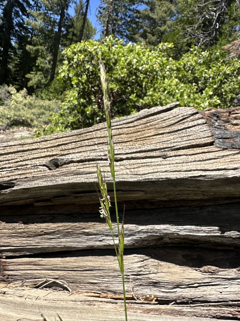 awned melic from Mineral, CA, USA on July 9, 2023 at 11:45 AM by Matt ...