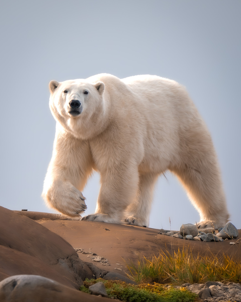 Bears (Ursidae) - Know Your Mammals