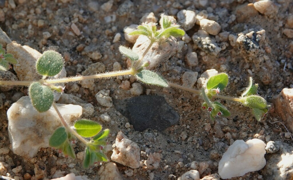 Yuma Sandmat from San Bernardino County, CA, USA on September 19, 2023 ...