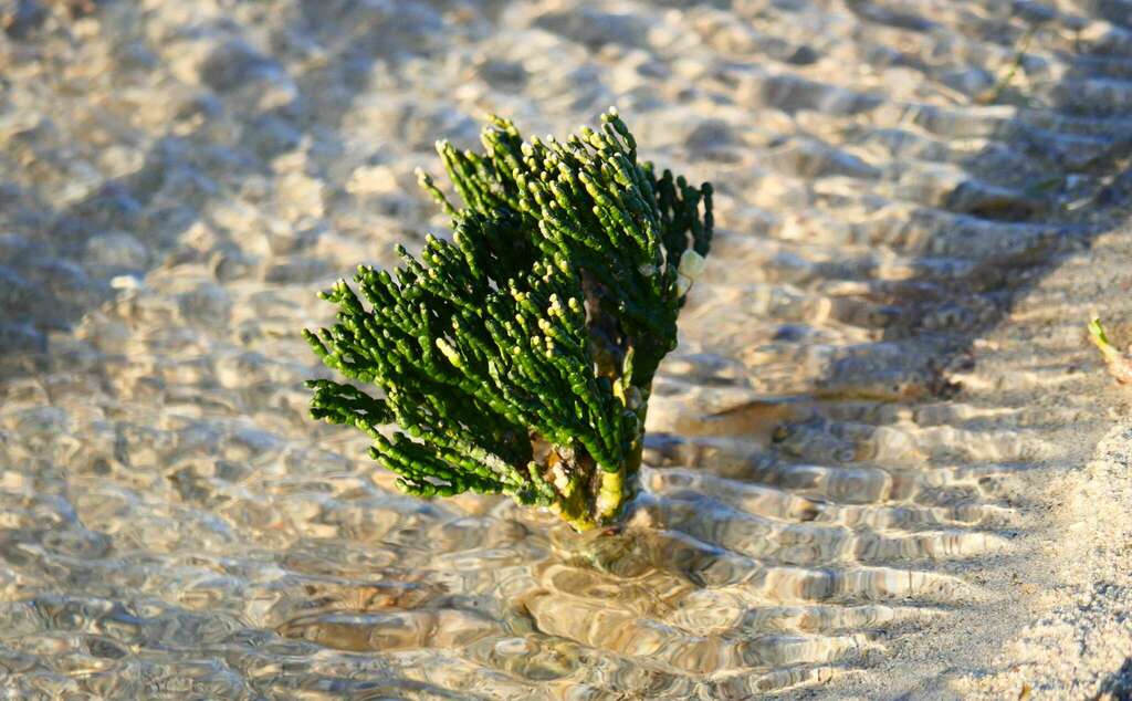 Halimeda cylindracea from Bourail, New Caledonia on August 2, 2023 at ...