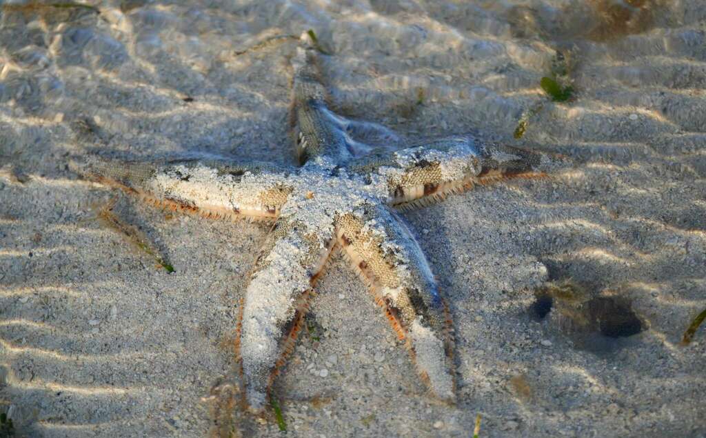 Indo-Pacific Sand Star from Bourail, New Caledonia on August 2, 2023 at ...
