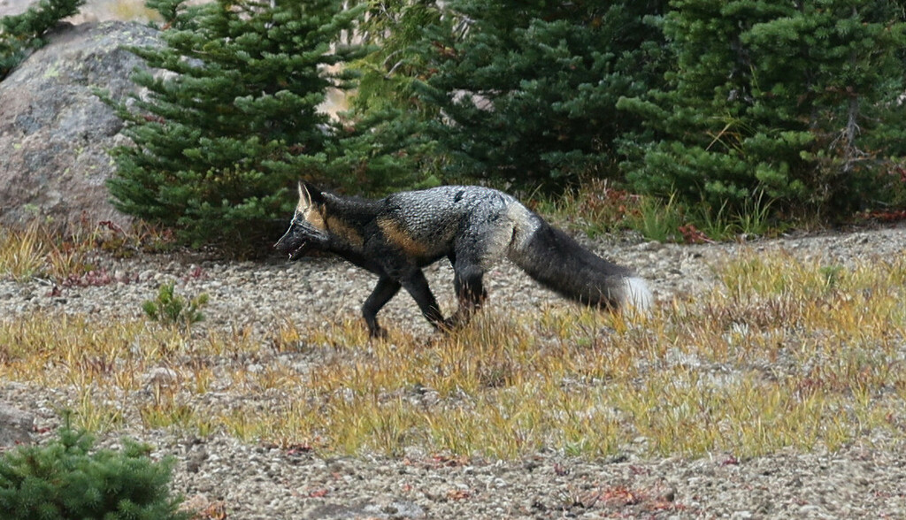Cascade Red Fox in September 2023 by mrp123 · iNaturalist