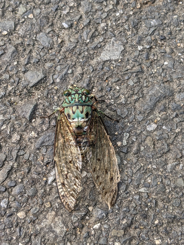 Robust Cicada from 576-0033, Japan on August 13, 2023 at 03:01 PM by ...