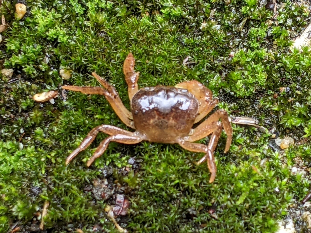 Japanese Freshwater Crab from 73 Ōharashōrininchō, Sakyo Ward, Kyoto ...