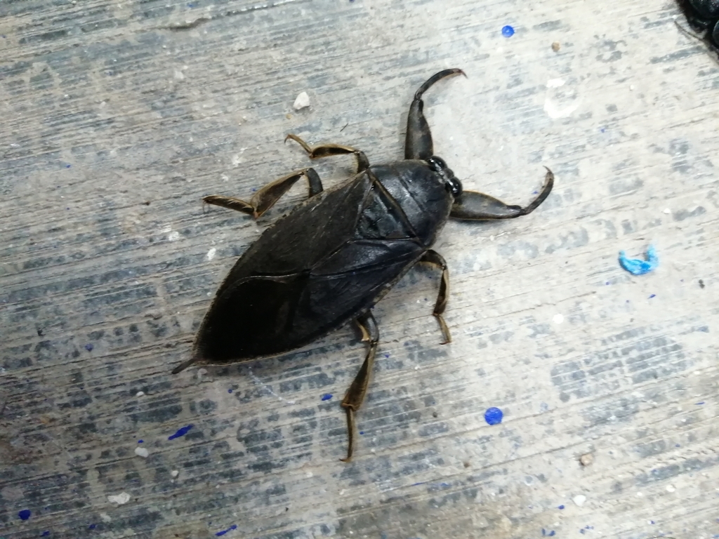 Lethocerus medius from Lindavista CTM, 24096 Campeche, Camp., México on ...