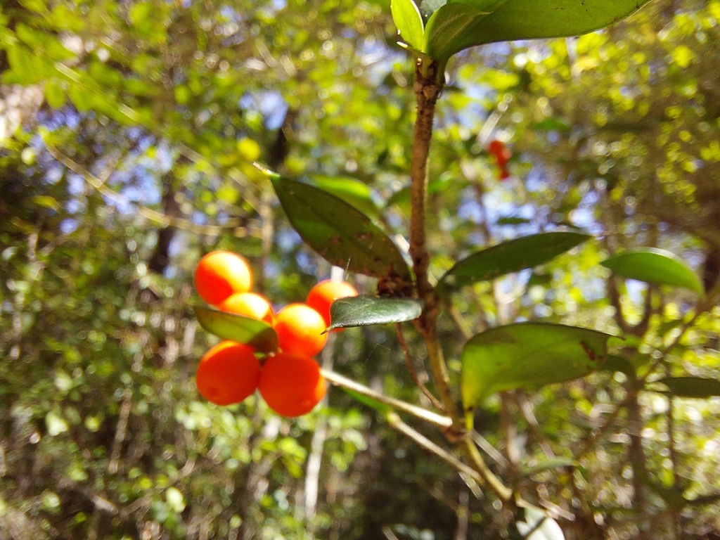 Chain Fruit from Noosa Heads QLD 4567, Australia on September 2, 2023 ...