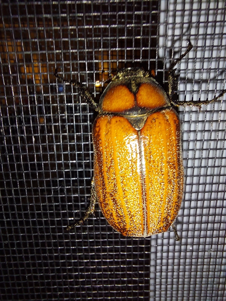 Scarabs from Coolum Beach QLD 4573, Australia on September 19, 2023 at ...
