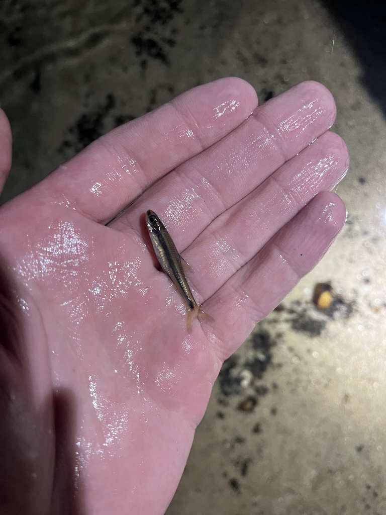 Ironcolor Shiner from Abbotts Pond Rd, Milford, DE, US on September 22 ...