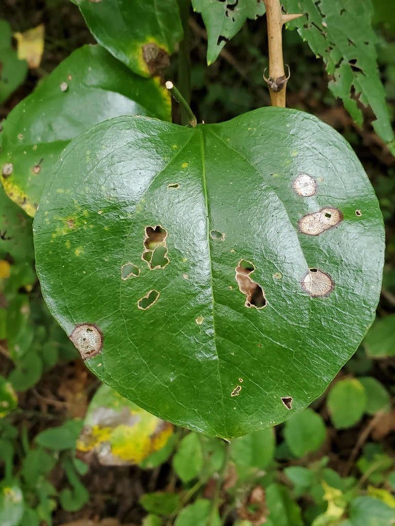 Meunieriella from Bethesda, MD 20817, USA on September 22, 2023 at 03: ...