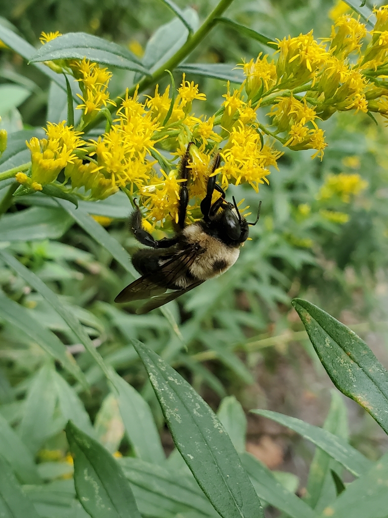 Eastern Carpenter Bee from Democracy Blvd, Potomac, MD 20817, USA on ...