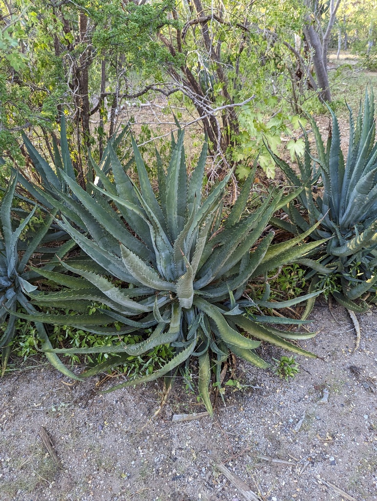 Baja California Sur Century Agave from La Paz, B.C.S., México on ...