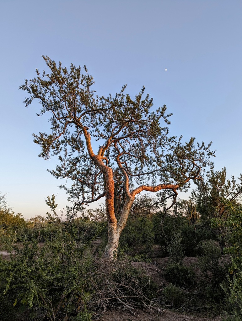 elephant tree from La Paz, B.C.S., México on September 22, 2023 at 06: ...