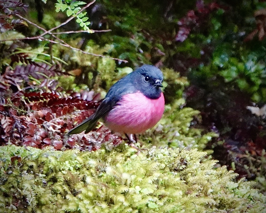Pink Robin from Tasmania, Florentine, TAS, AU on September 8, 2023 at ...