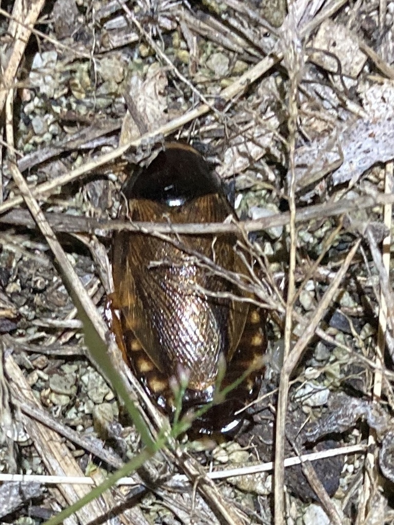 Surinam Cockroach from Onetahi, French Polynesia, PF on September 19 ...