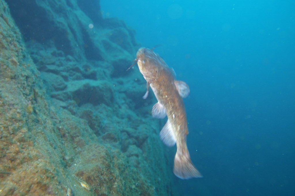 Brown Bullhead from Taupo District, Waikato, New Zealand on April 7 ...