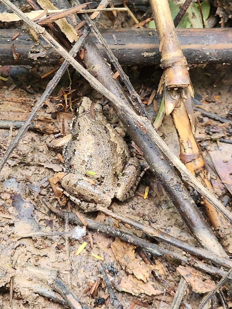 Tubercled Pygmy Frog from Khao Laem, TH-KN-TP, TH-KN, TH on September ...