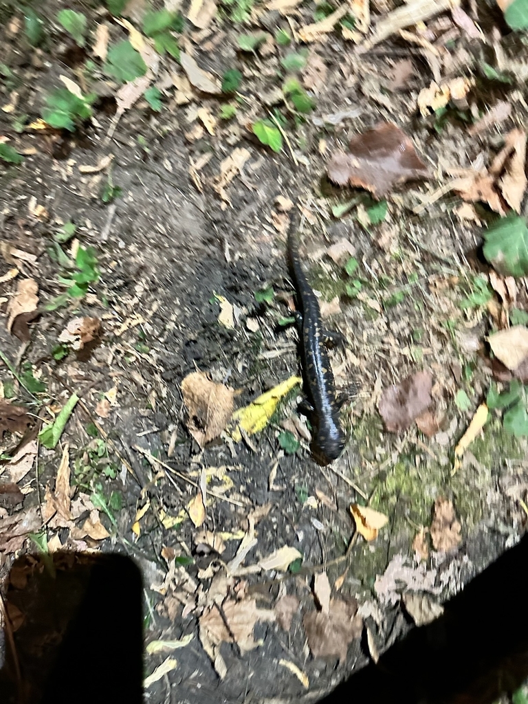 Tiger Salamander from Waterville Township, MN, USA on September 22 ...