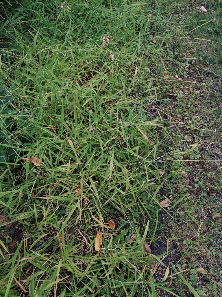 white grass from Le Center, MN 56057, USA on September 21, 2023 at 03: ...