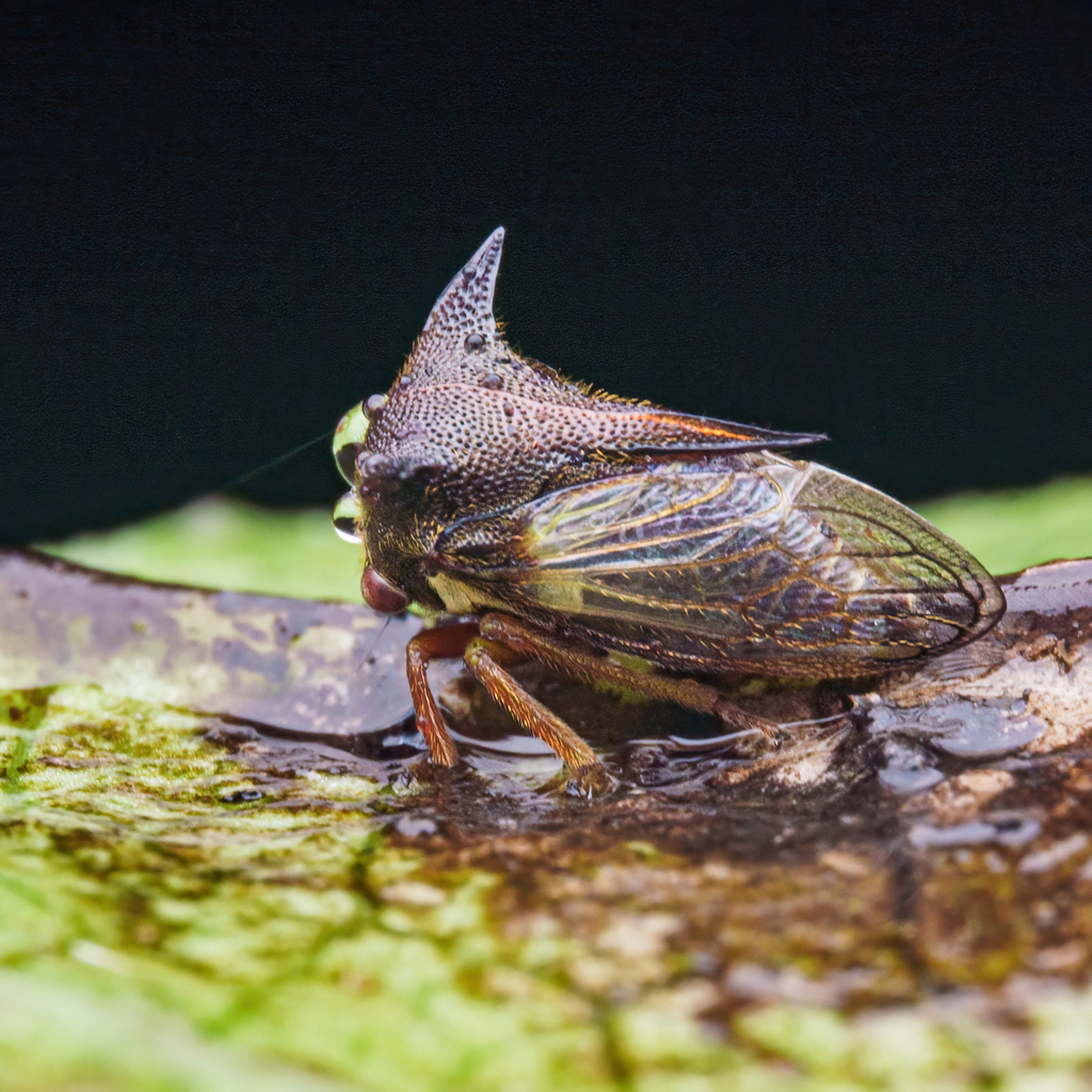 Tricentrus from 中国浙江省杭州市临安区 on September 15, 2023 at 11:36 PM by Huang ...