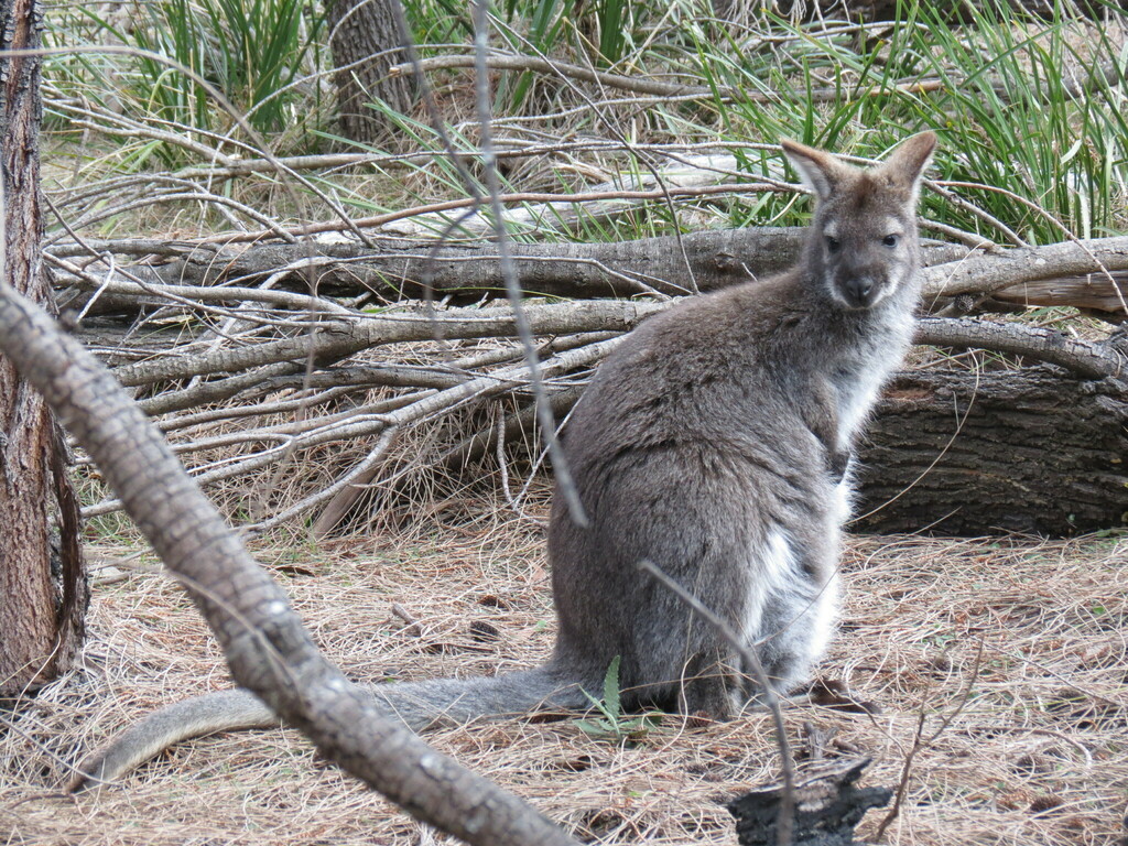 Bennett's Wallaby from Freycinet TAS 7215, Australia on September 22 ...