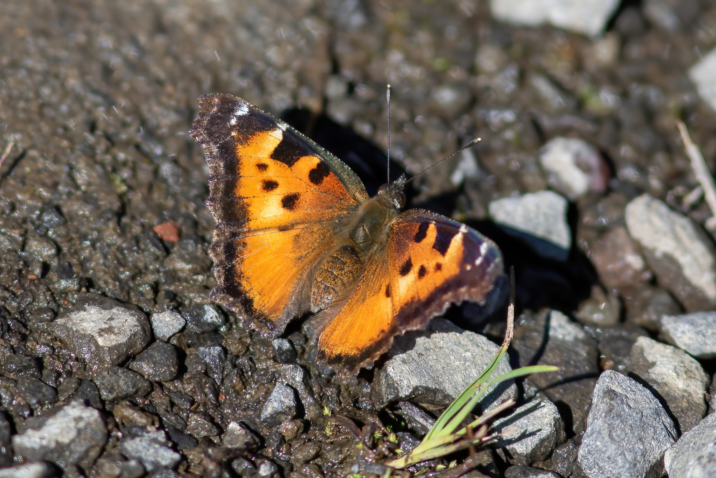 California Tortoiseshell from Lane County, OR, USA on September 22 ...