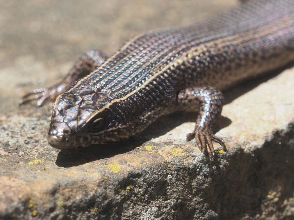 Speckled Rock Skink from Giants Castle Redhill, Estcourt, KwaZulu-Natal ...