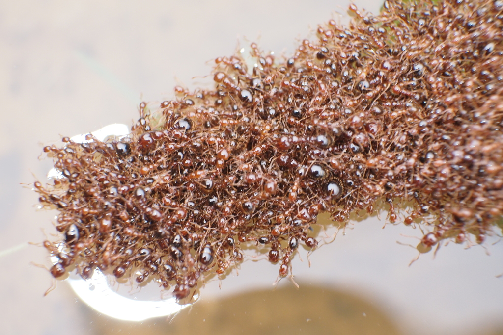 Red Imported Fire Ant (Gulf Islands National Seashore Entomology ...