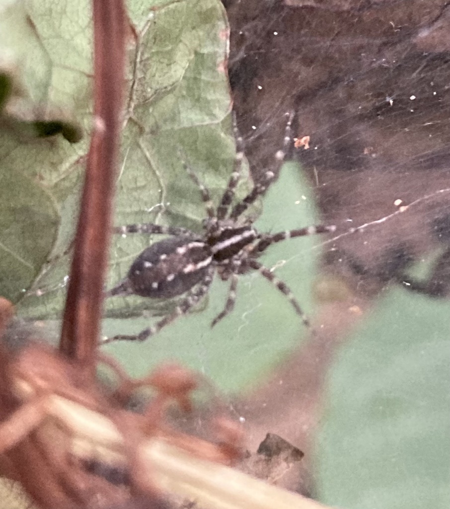 Desert Grass Spider from Vallarta Villas, Puerto Vallarta, Jal., MX on ...