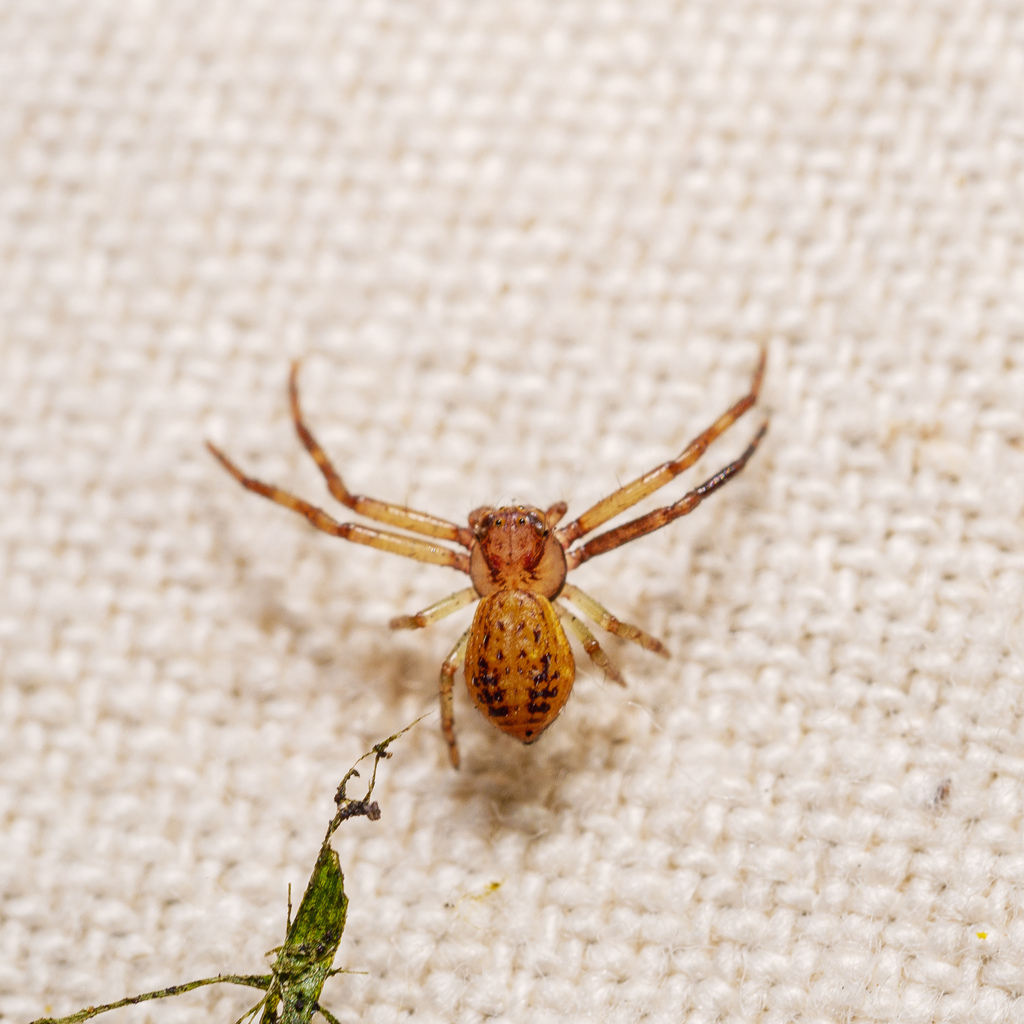 Diaea ambara from Richmond, Christchurch, New Zealand on August 26 ...