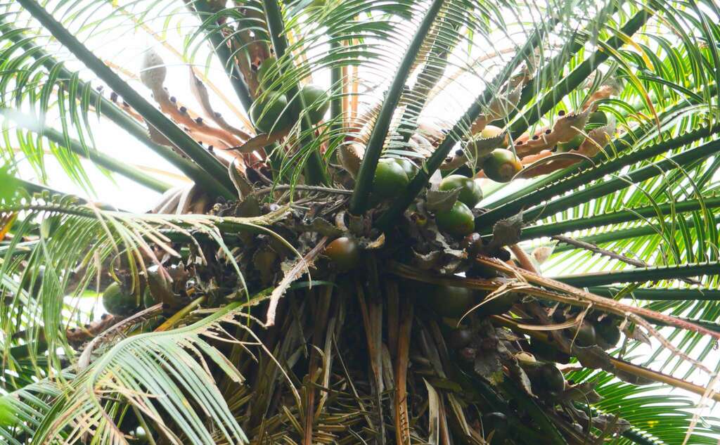 Queen Sago-palm in August 2023 by Bryce Williamson · iNaturalist