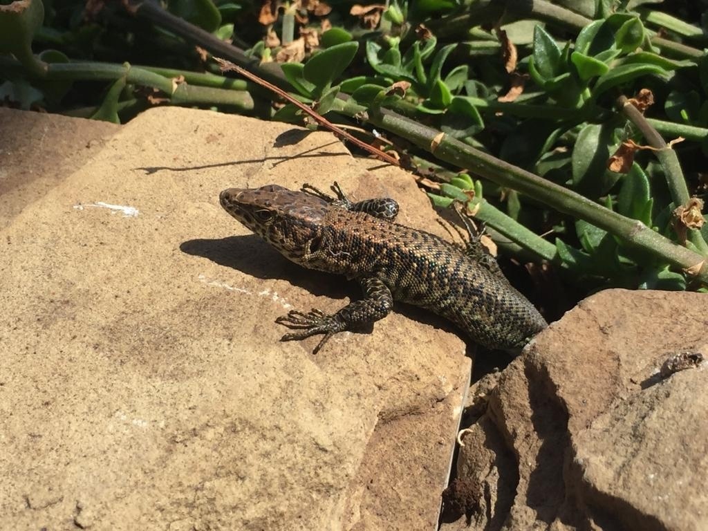 Jackson's Forest Lizard from Ngorongoro Conservation Area, , Arusha, TZ ...