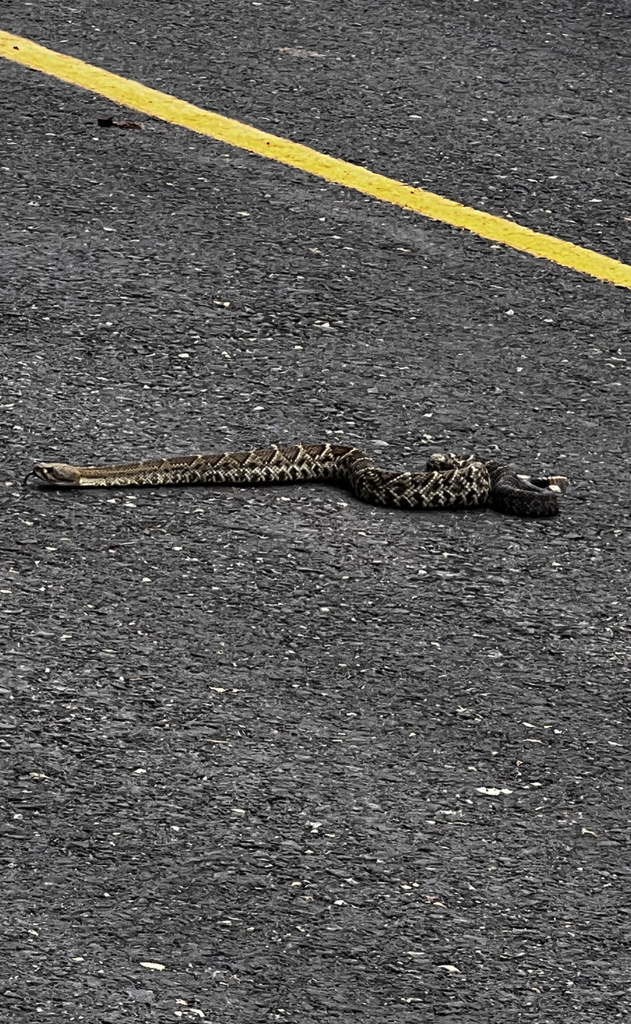Basilisk Rattlesnake from La Yesca, Nay., MX on July 19, 2023 at 10:00 ...