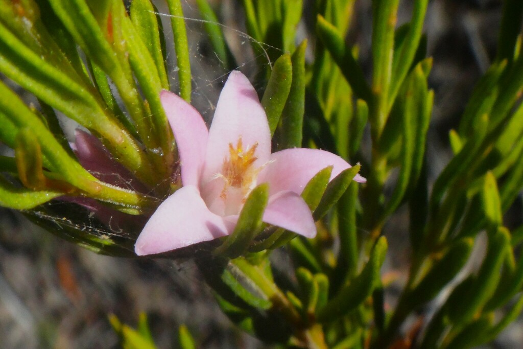 Crowea exalata revoluta from Woodvale VIC 3556, Australia on December 8 ...