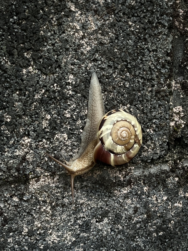 Euhadra peliomphala from Fuji-Hakone-Izu National Park, Hakone ...
