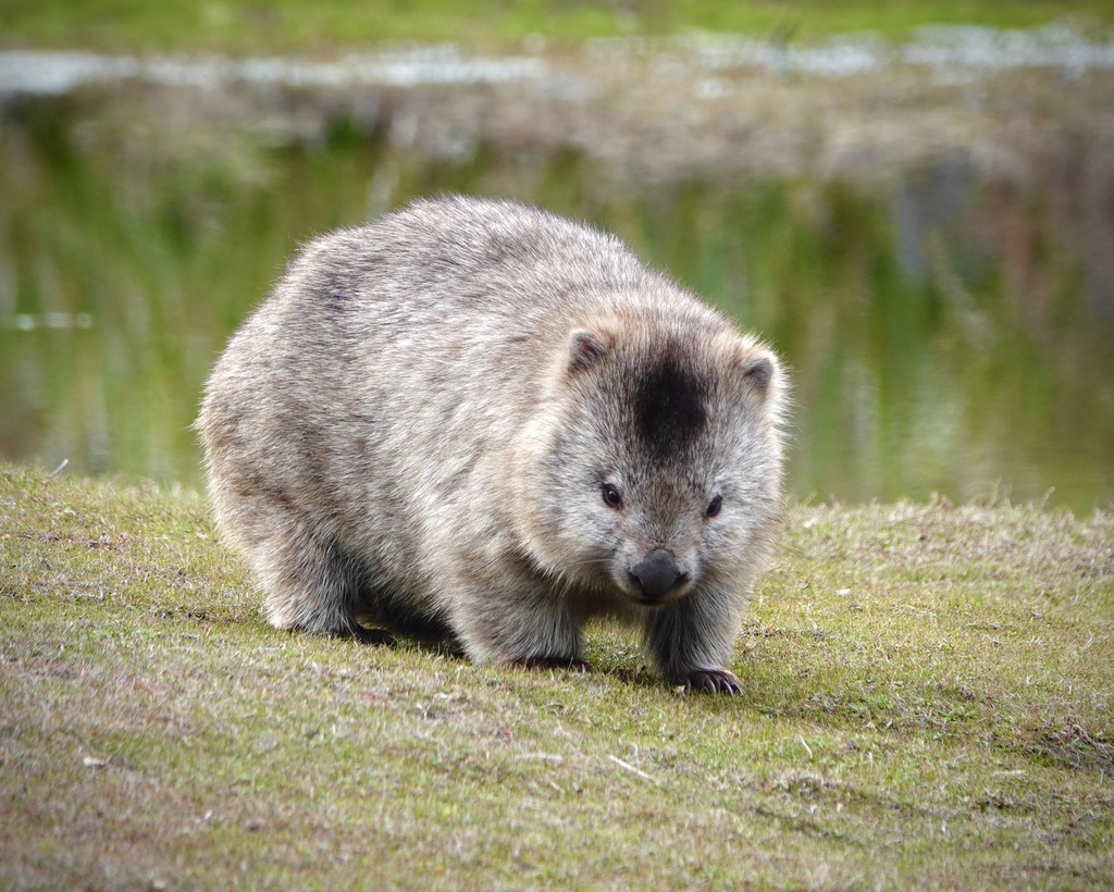 Flinders Wombat from Maria Island National Park, Maria Island, TAS, AU ...