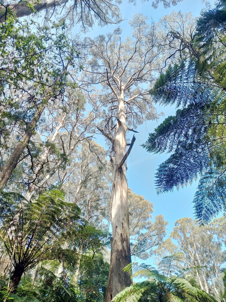 Australian Mountain Ash from Sherbrooke VIC 3789, Australia on ...