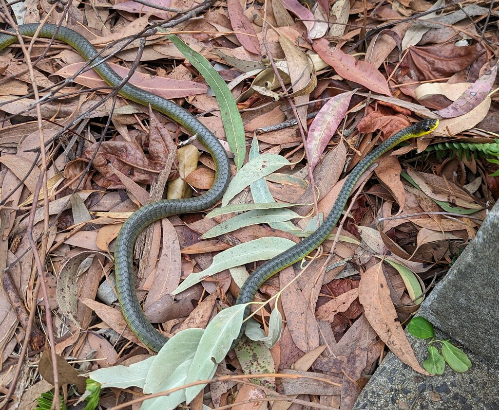 Common Tree Snake from Sydney NSW, Australia on September 23, 2023 at ...