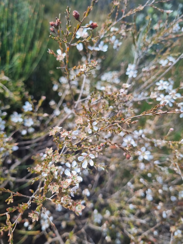 Small-leaf Tea-tree from Wentworth Falls NSW 2782, Australia on ...