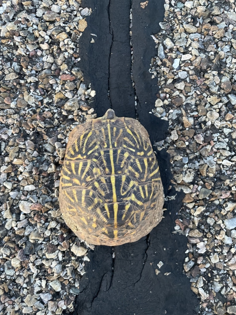 Ornate Box Turtle from County Road N-3-S, Mosquero, NM, US on September ...
