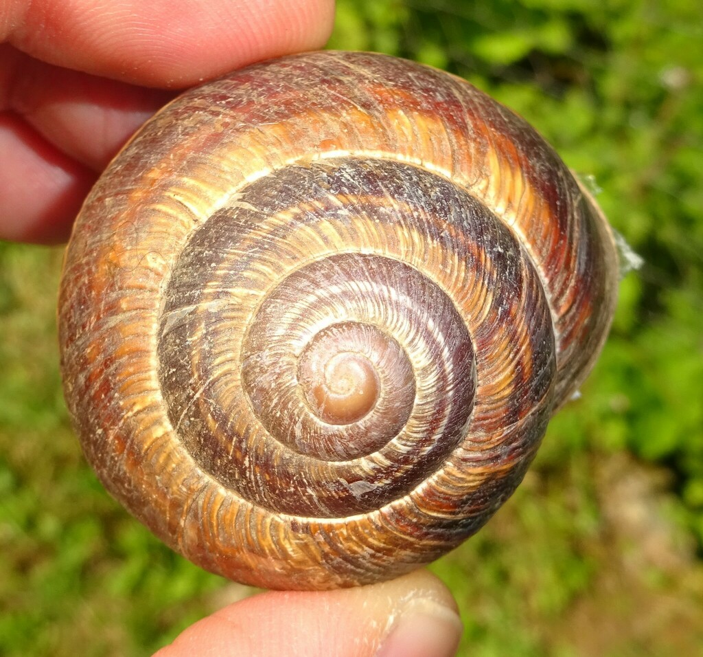 Turkish Snail from Siriu, Roumanie on July 20, 2023 at 09:46 AM by ...