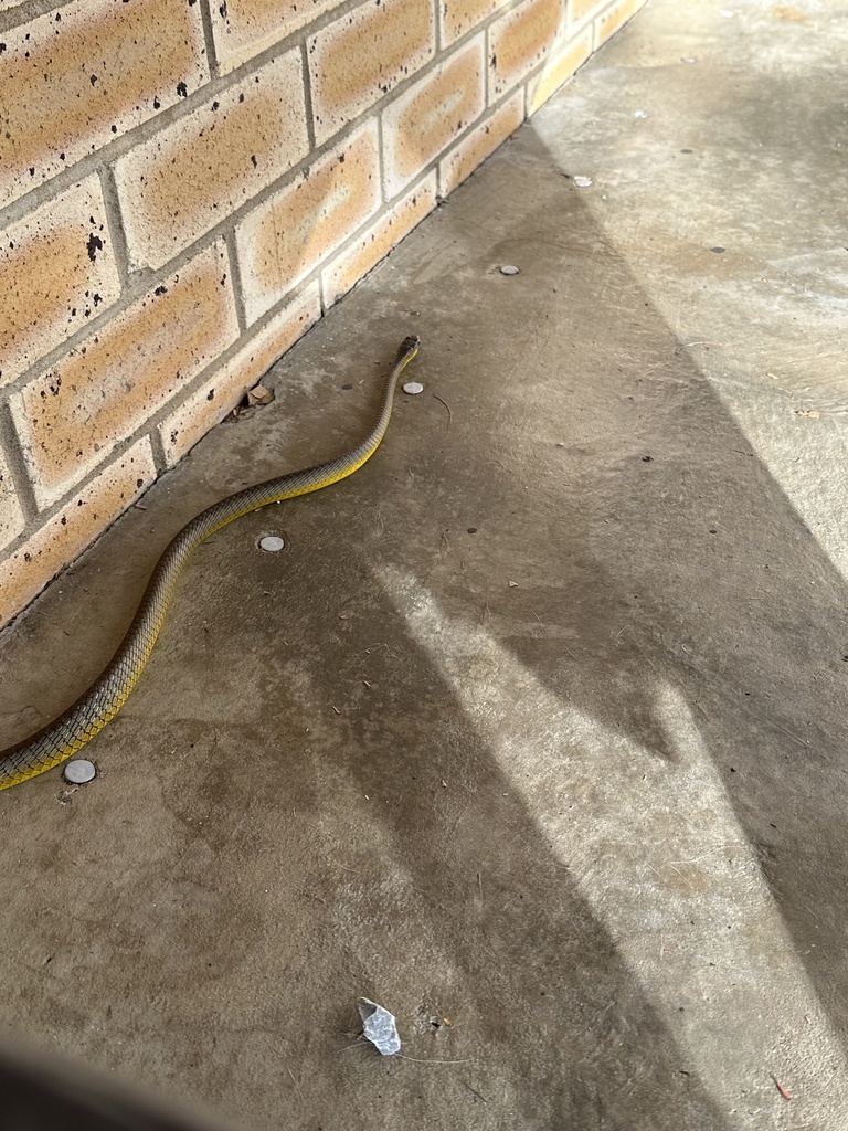 Common Tree Snake from Panorama Cct, Benaraby, QLD, AU on September 23 ...