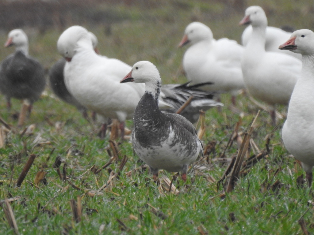 Snow Goose from Virginia Beach, VA, USA on February 23, 2019 at 09:41 ...